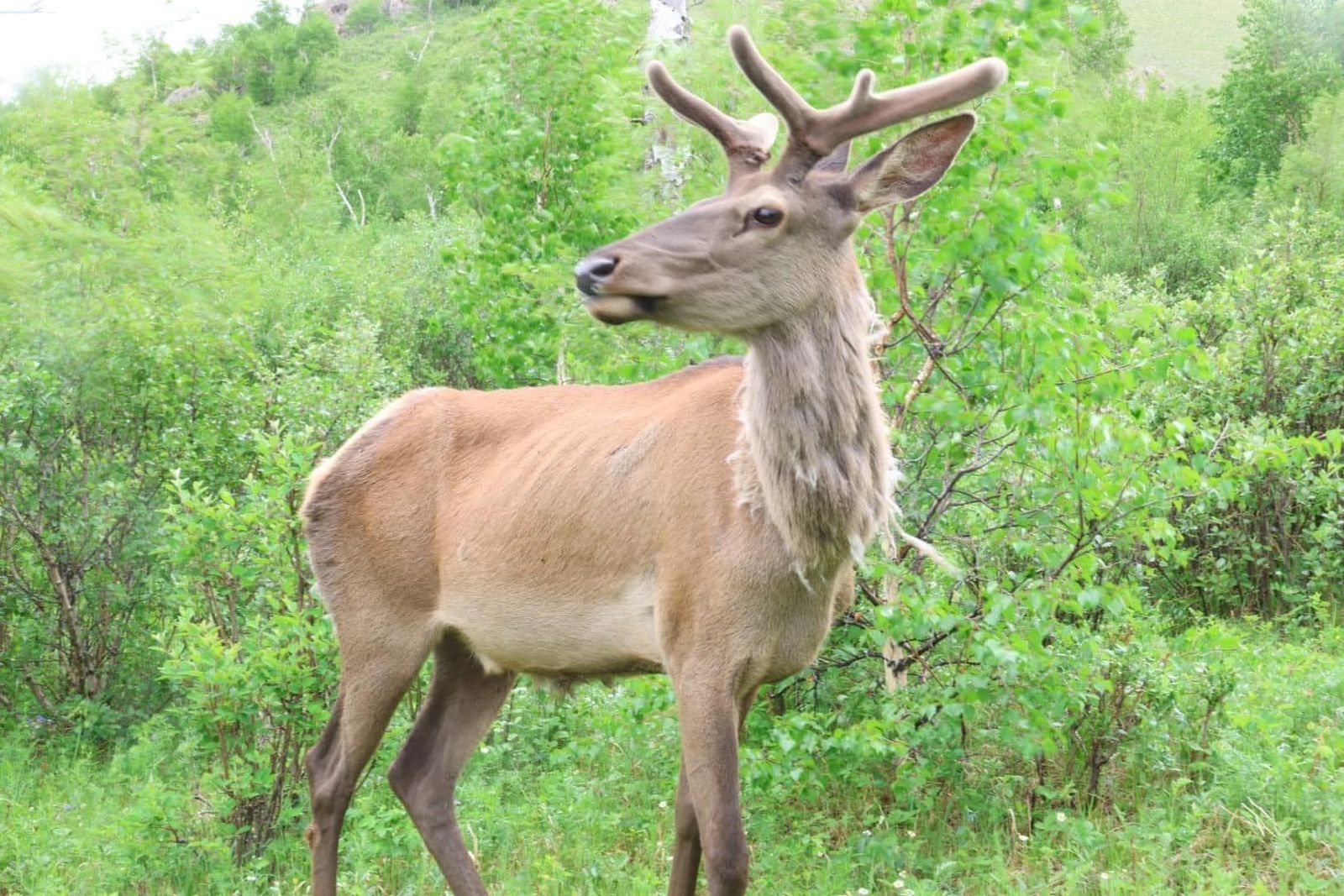 Өвөрхангай аймгаас авчирсан Борхүү нэртэй бугыг Богдхан ууланд нутагшуулжээ ТАС МН
